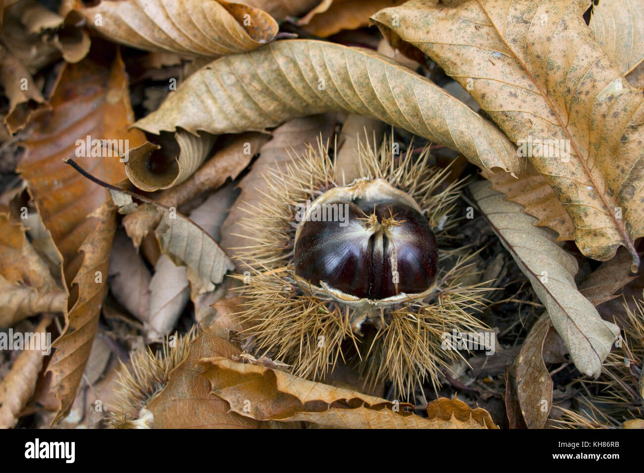 Close-up on an open chestnut bug with the fruits Stock Photo - Alamy