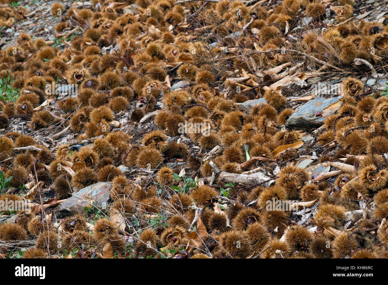 France, Center France, Haut-Languedoc Regional Nature Park, chestnut ...
