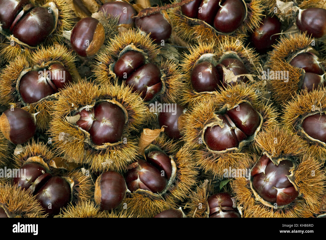 Close-up of chestnuts on the ground Stock Photo - Alamy