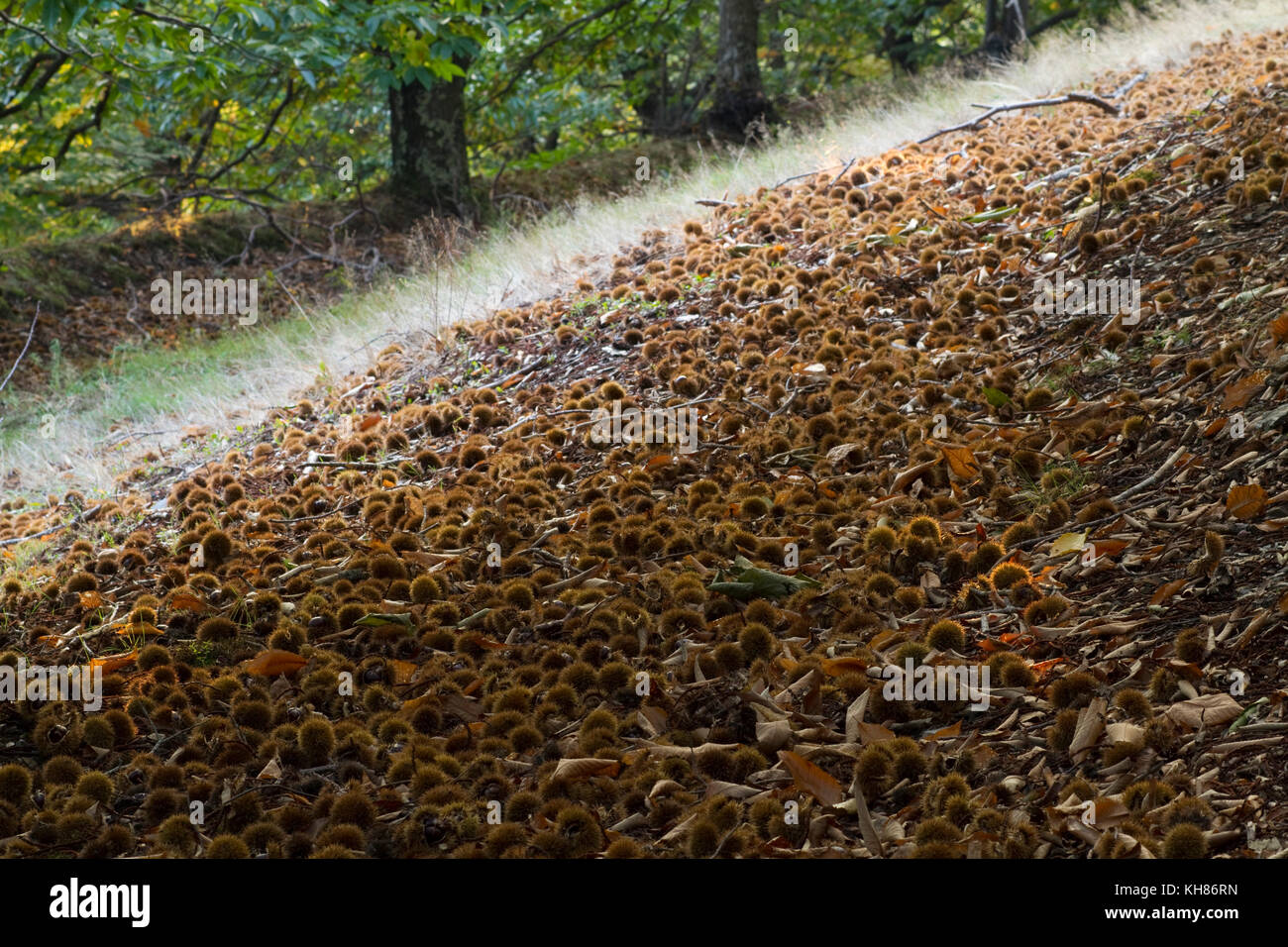 France, National park of Haut-Languedoc, bugs in a chestnut grove in ...
