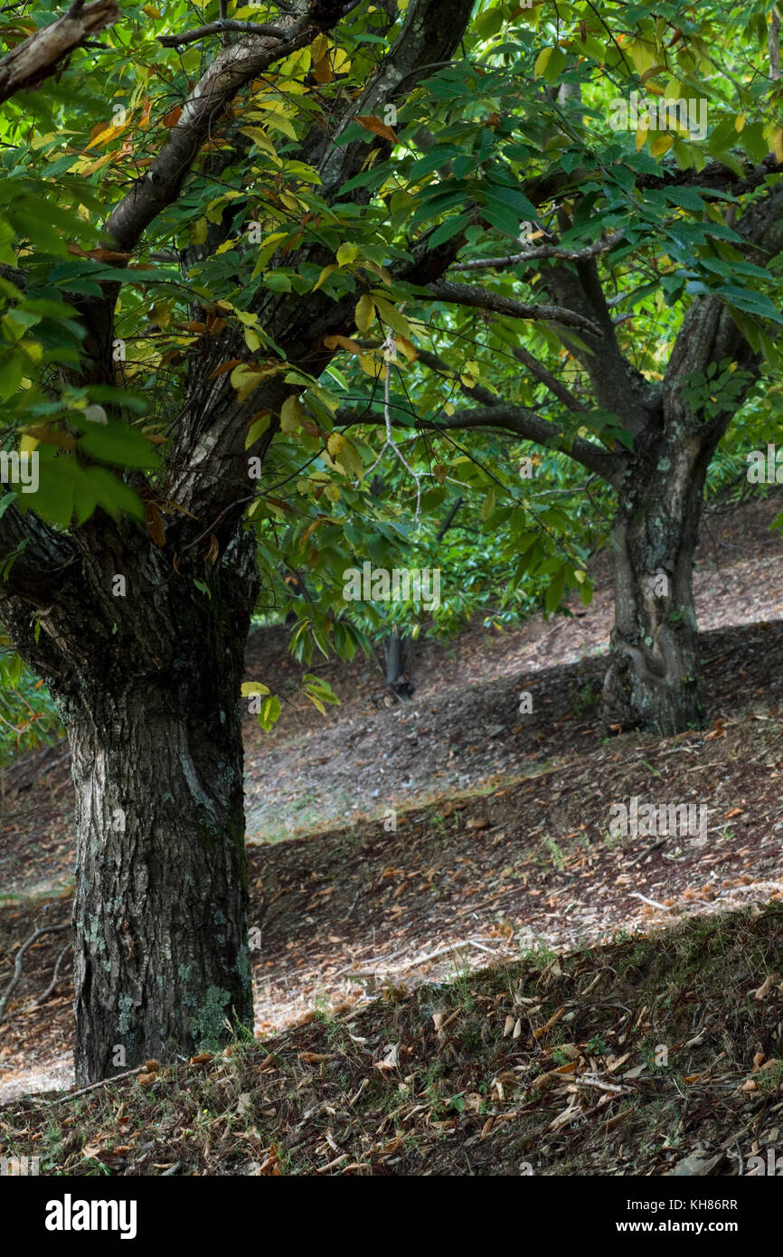 France, Center France, Haut-Languedoc Regional Nature Park, chestnut ...