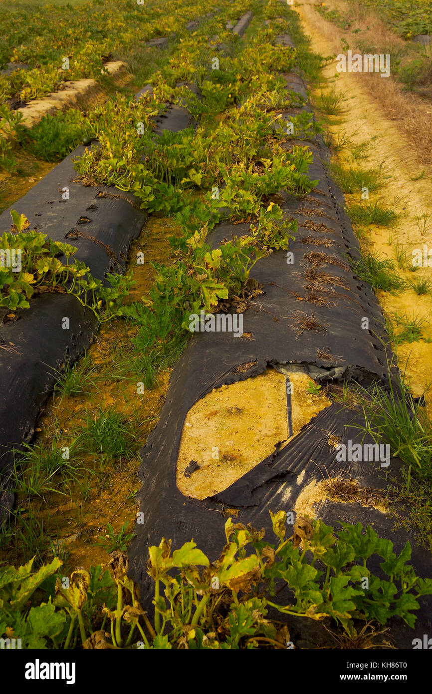 Plastic row covers hi-res stock photography and images - Alamy
