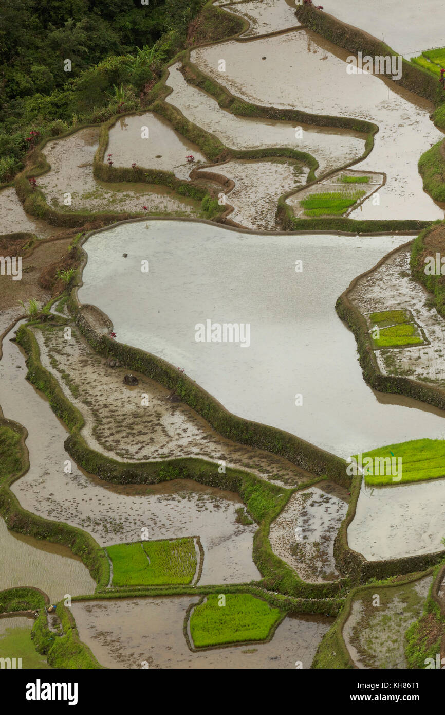 Rice terraces in Banaue, Philippines Stock Photo - Alamy