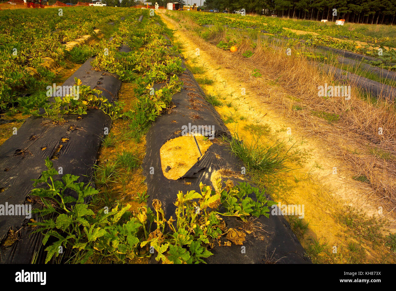 Plastic row covers hi-res stock photography and images - Alamy