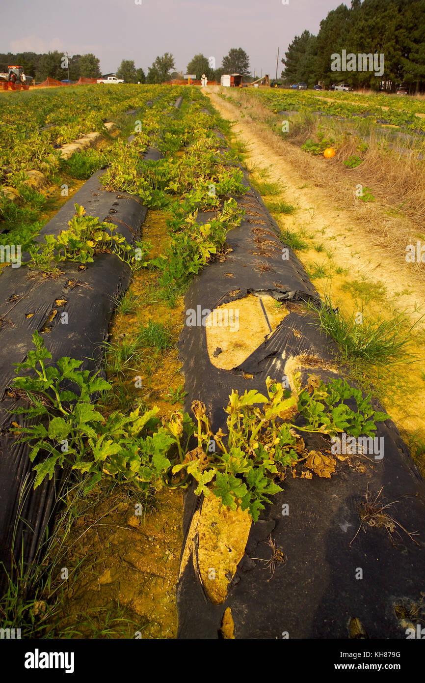 Plastic Row Covers High Resolution Stock Photography and Images - Alamy