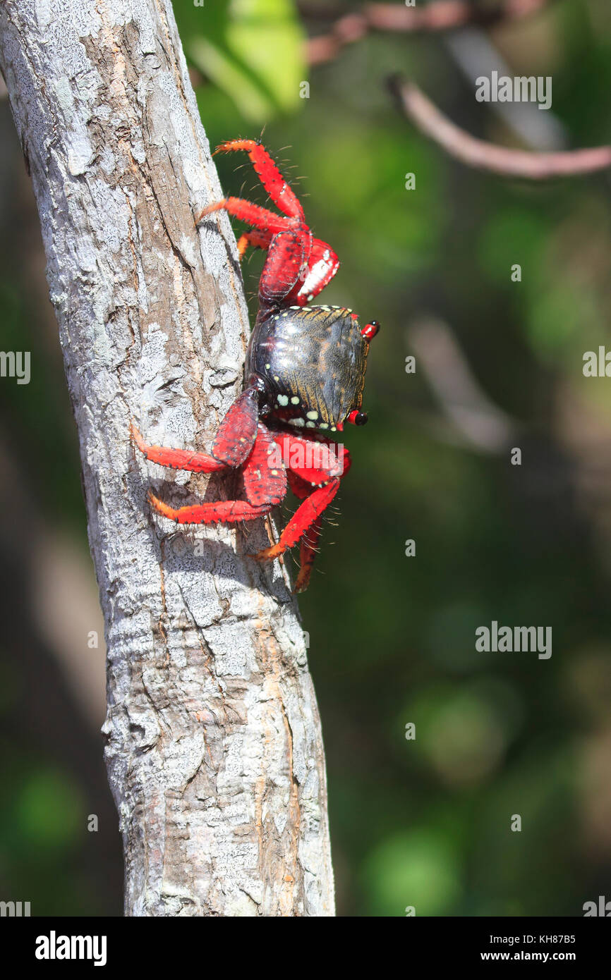 Mangrove Tree Crab Stock Photos & Mangrove Tree Crab Stock Images - Alamy