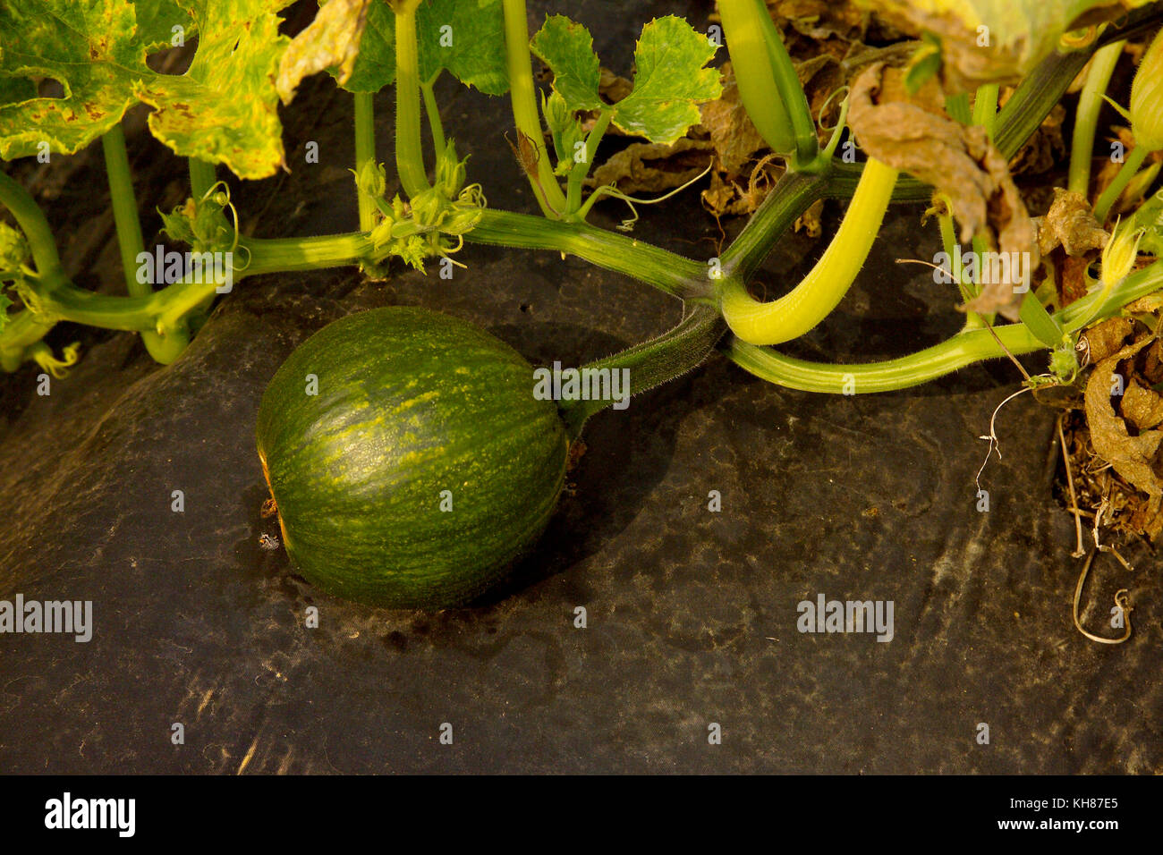 Immature pumpkin hi-res stock photography and images - Alamy