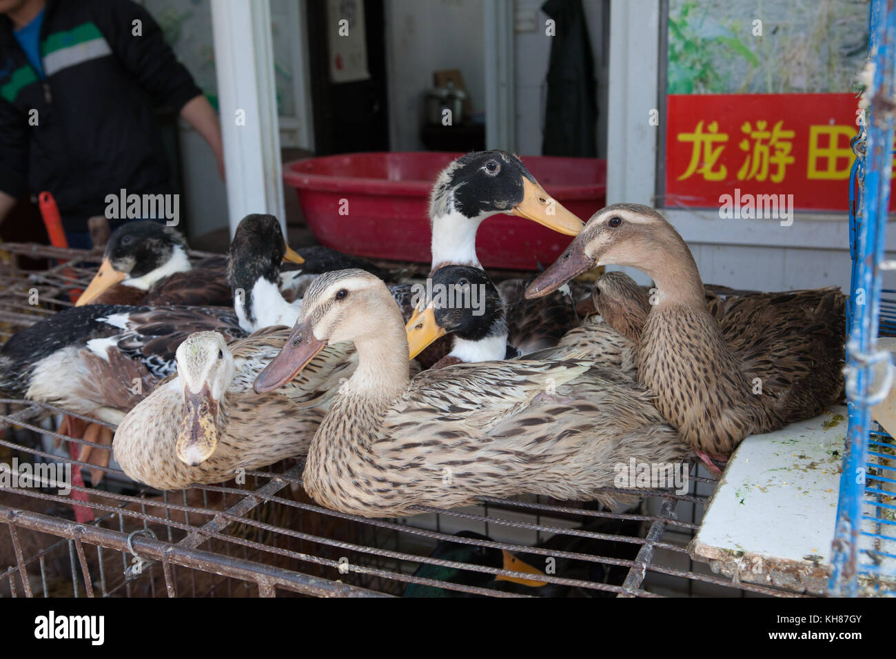 Ducks in Chinese Market Stock Photo - Alamy