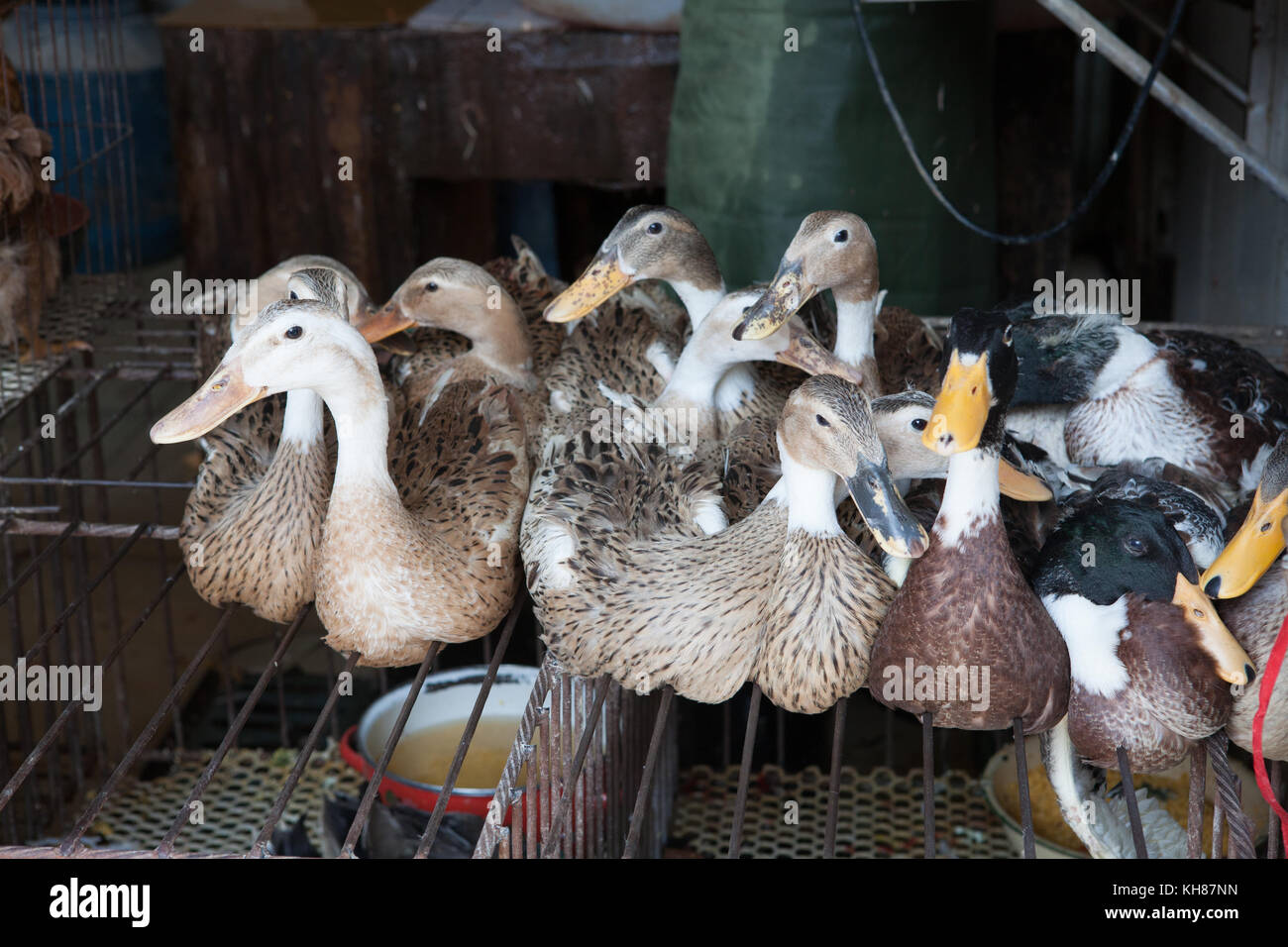 Ducks in Chinese Market Stock Photo - Alamy