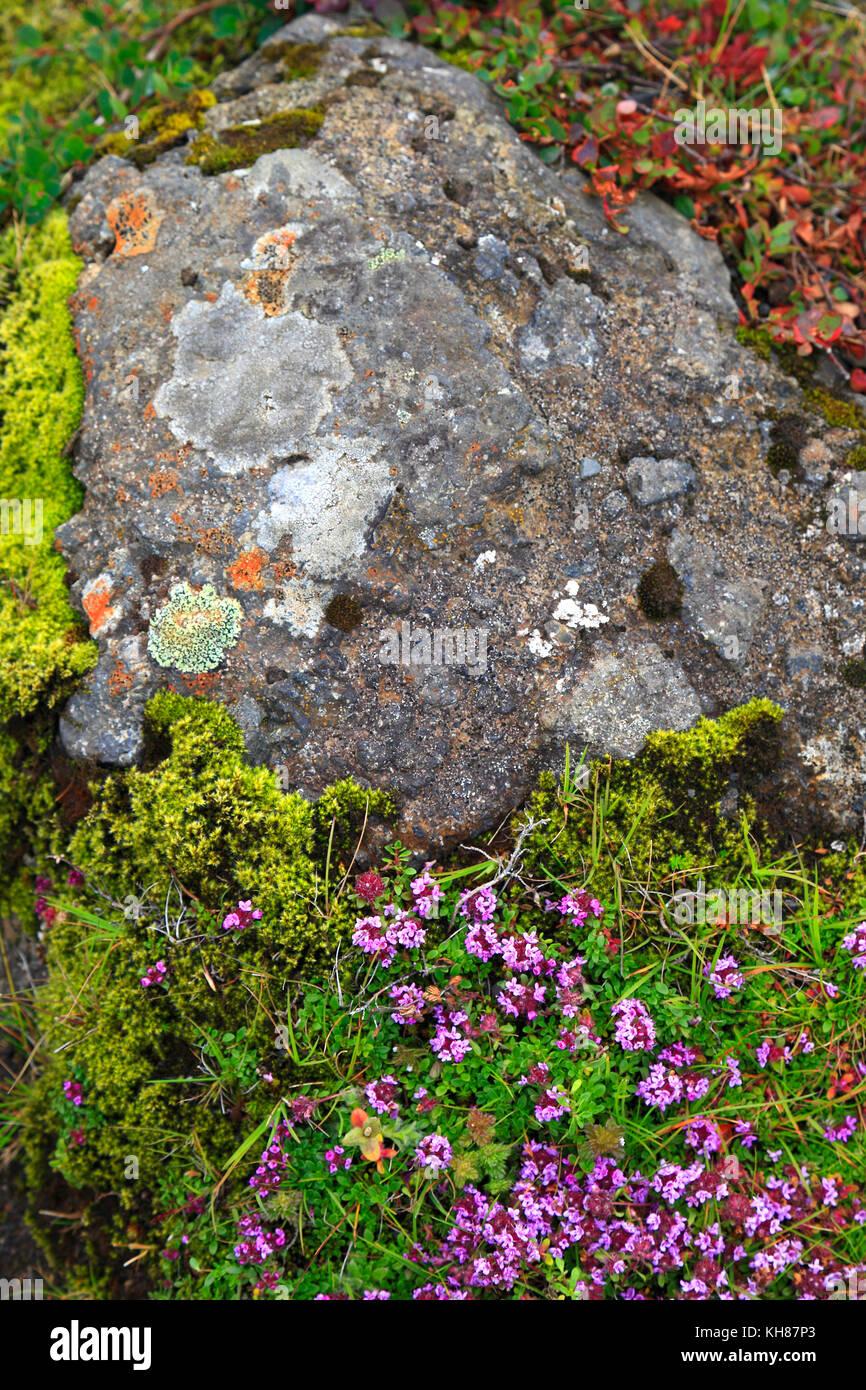 Iceland, Sudurland. Lichens on a stone Stock Photo - Alamy