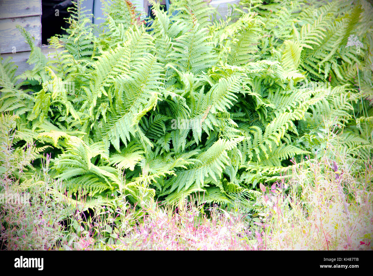 Border of ferns Stock Photo - Alamy