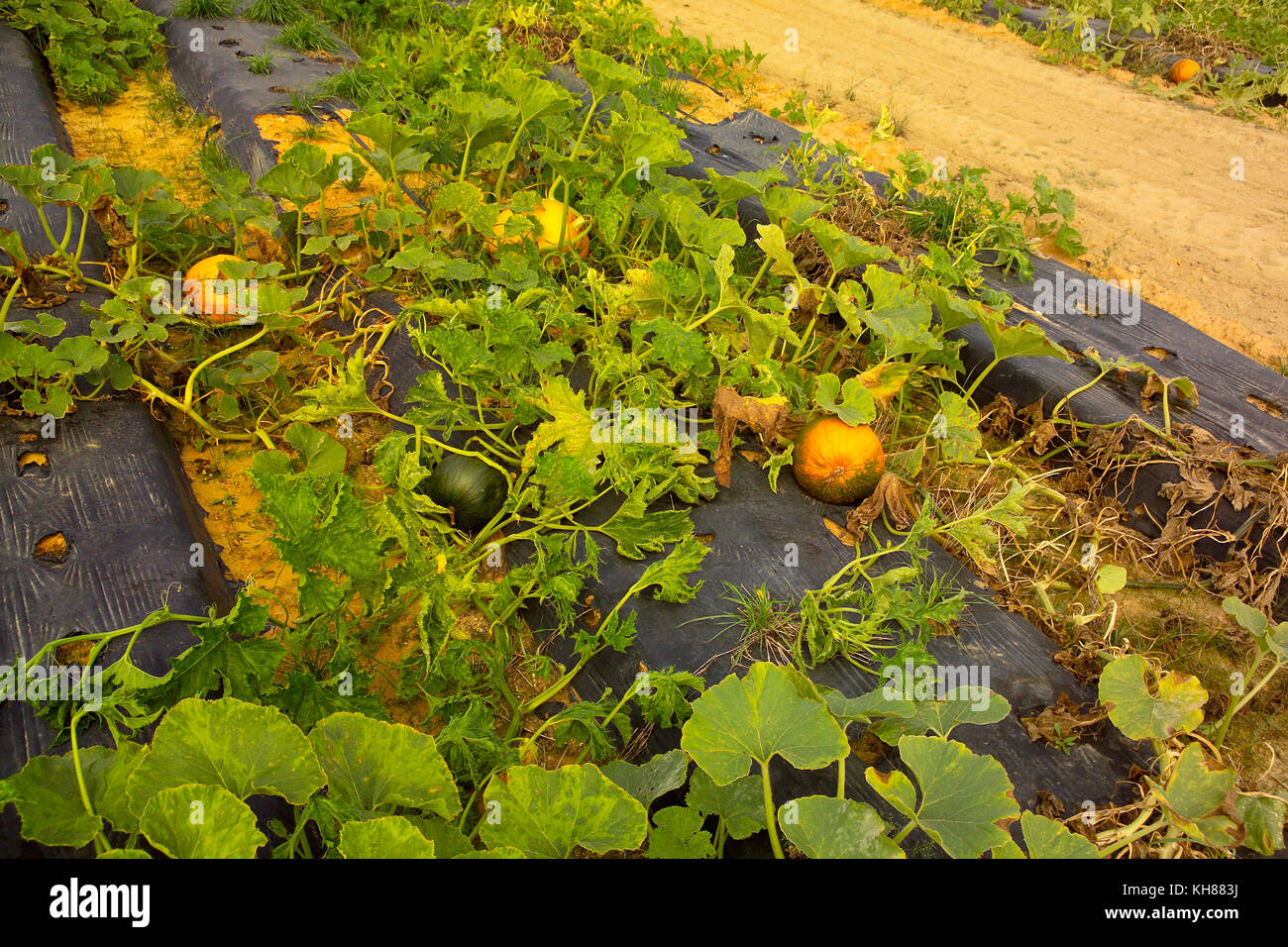 PUMPKINS GROWING ON PLANTS IN FIELD Stock Photo - Alamy