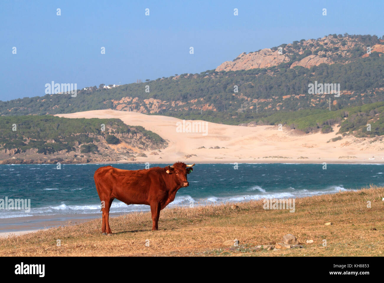 Spain, Andalousia. Bolonia beach close to Tarifa Stock Photo - Alamy