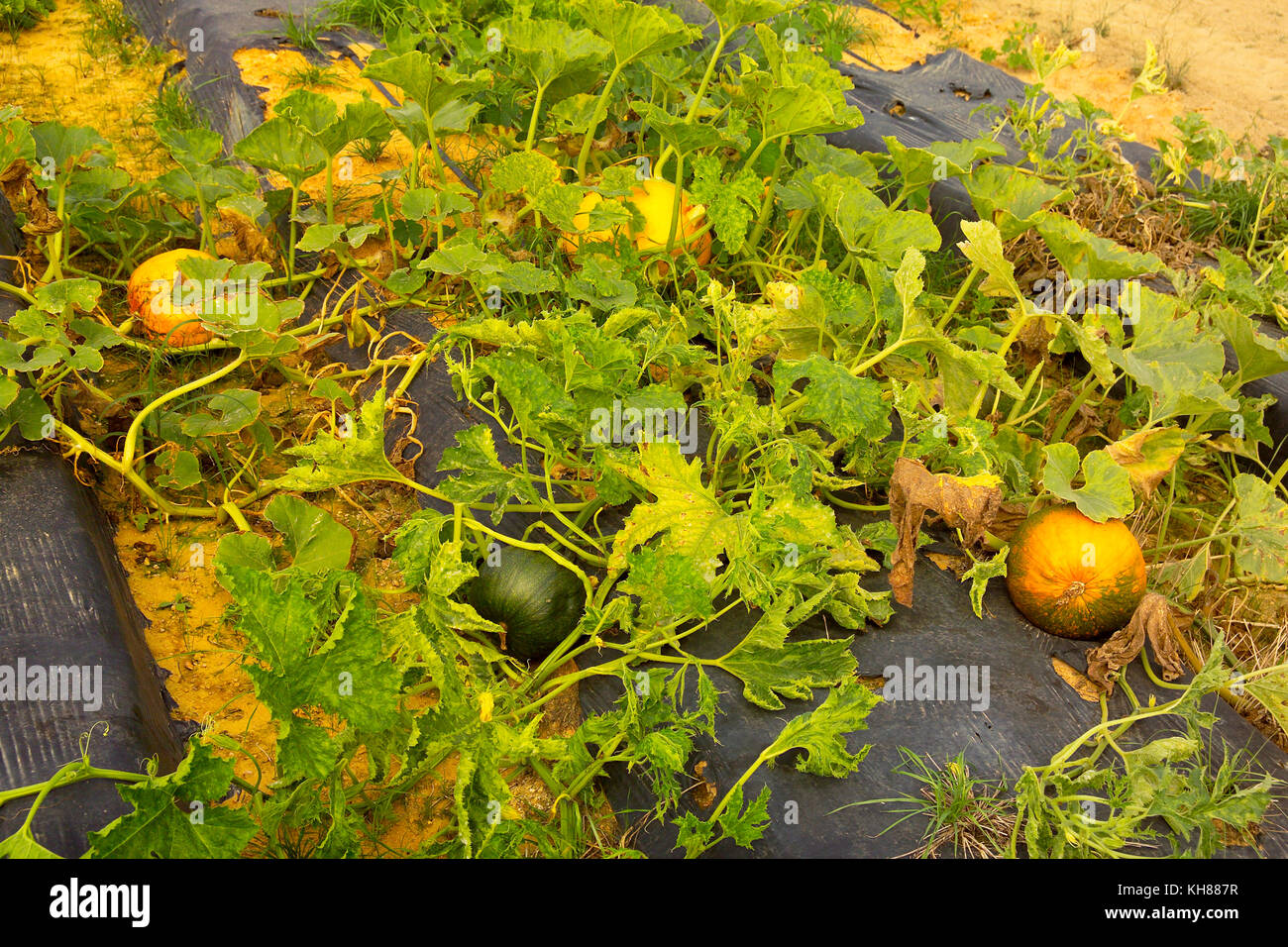 United states plants hi-res stock photography and images - Alamy