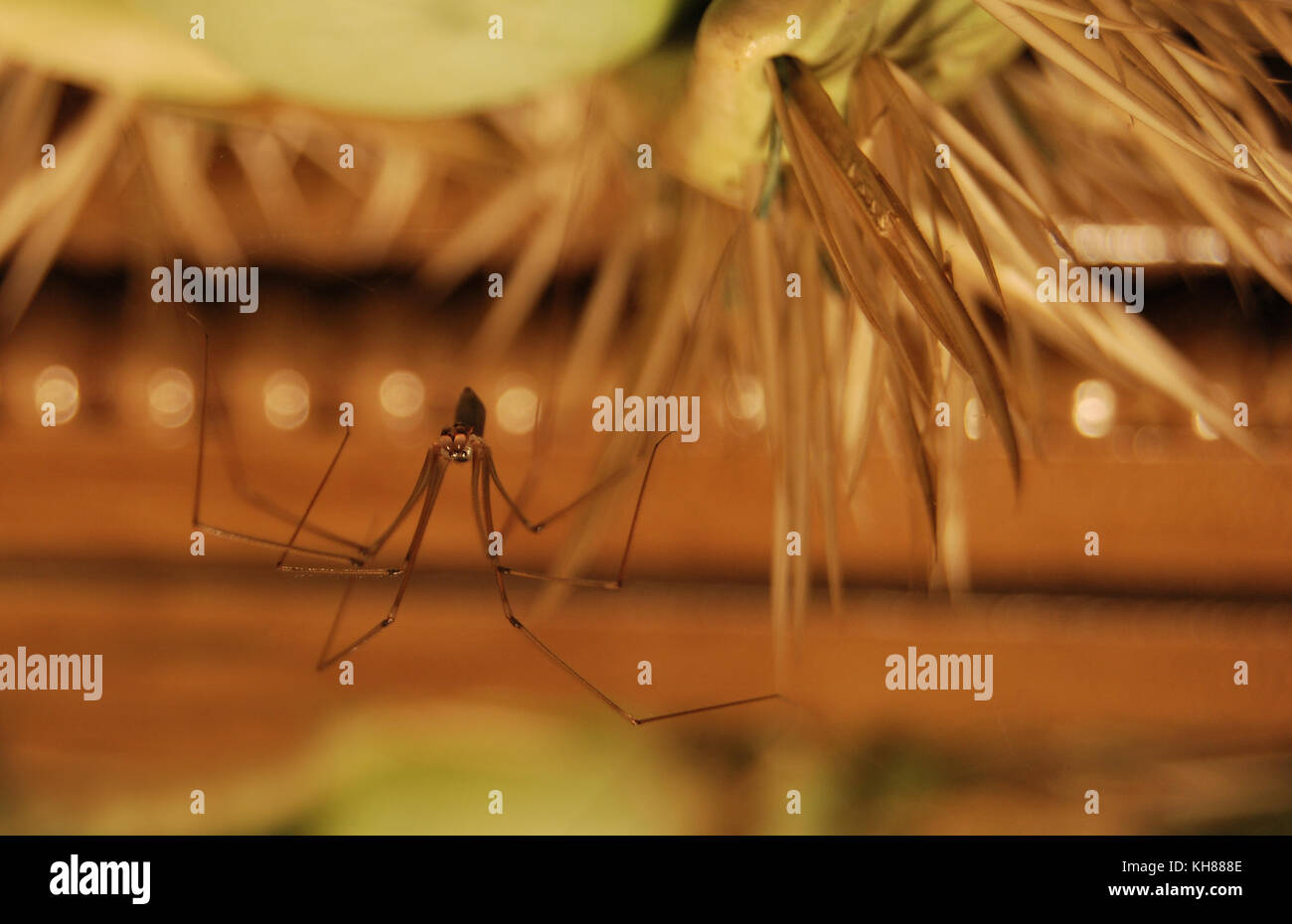 Spider-hawk (Pholcidae) on the web watches prey Stock Photo - Alamy