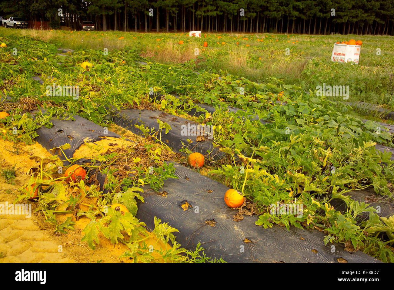 PUMPKINS GROWING ON PLANTS IN FIELD Stock Photo - Alamy