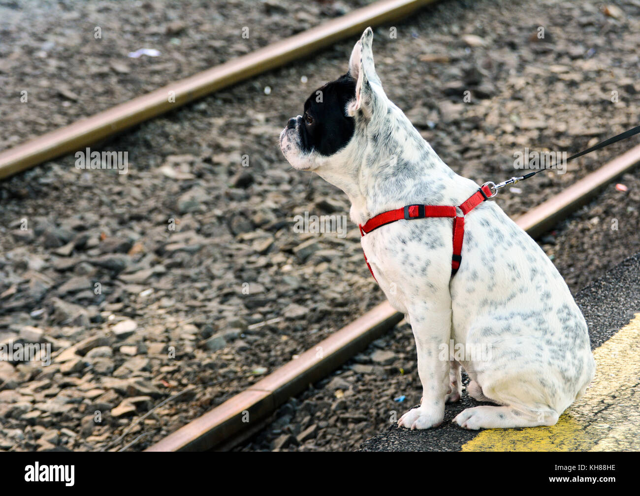 French bulldog on a railway Stock Photo - Alamy