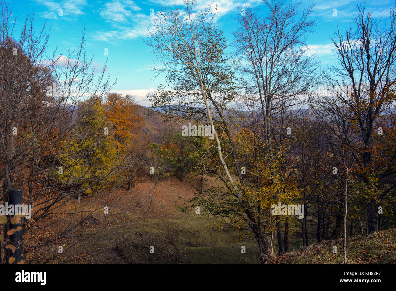 Autumn trees from the forests of Romania Stock Photo - Alamy