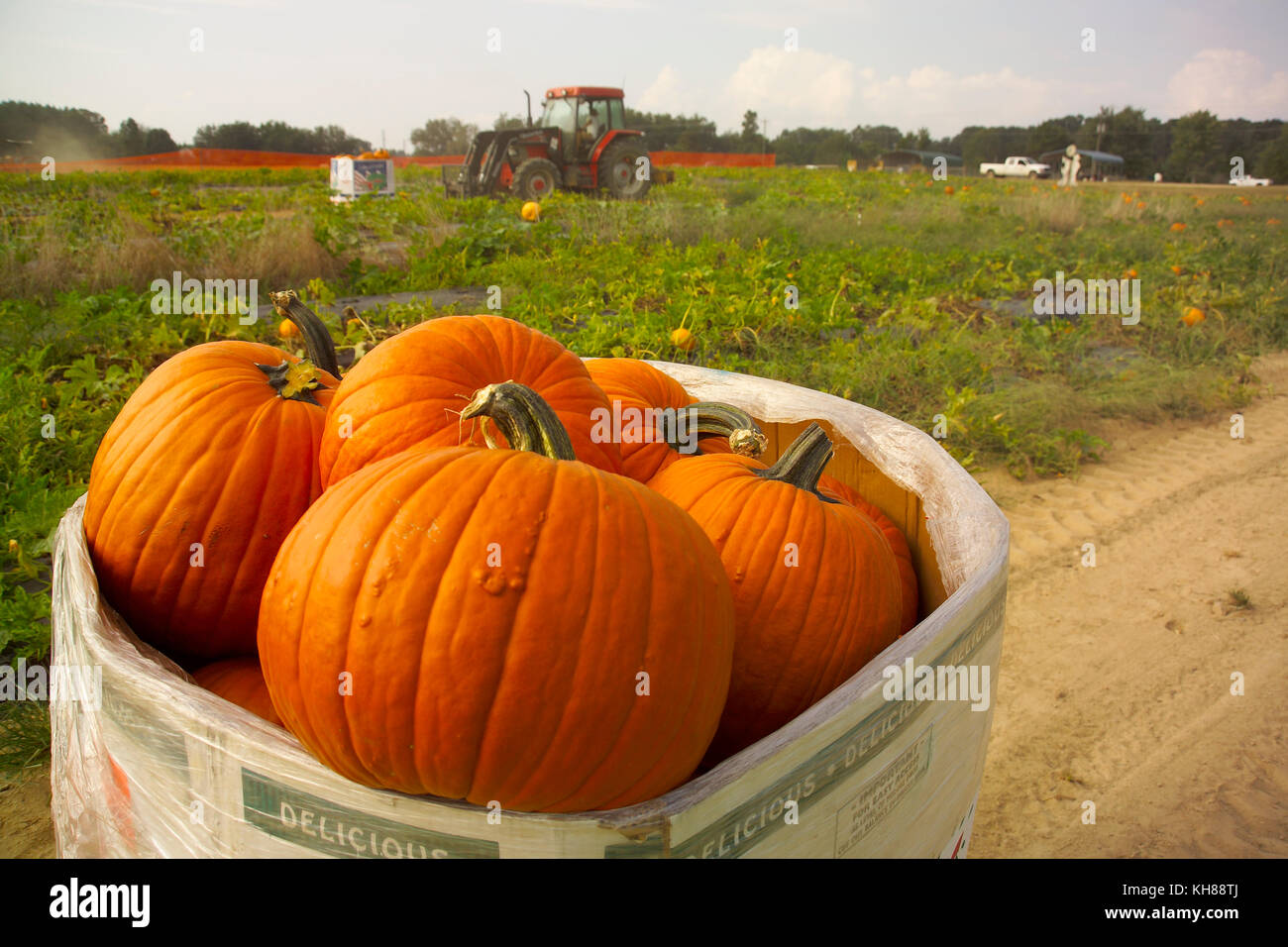 HARVESTED PUMPKINS IN FIELD BOX Stock Photo - Alamy