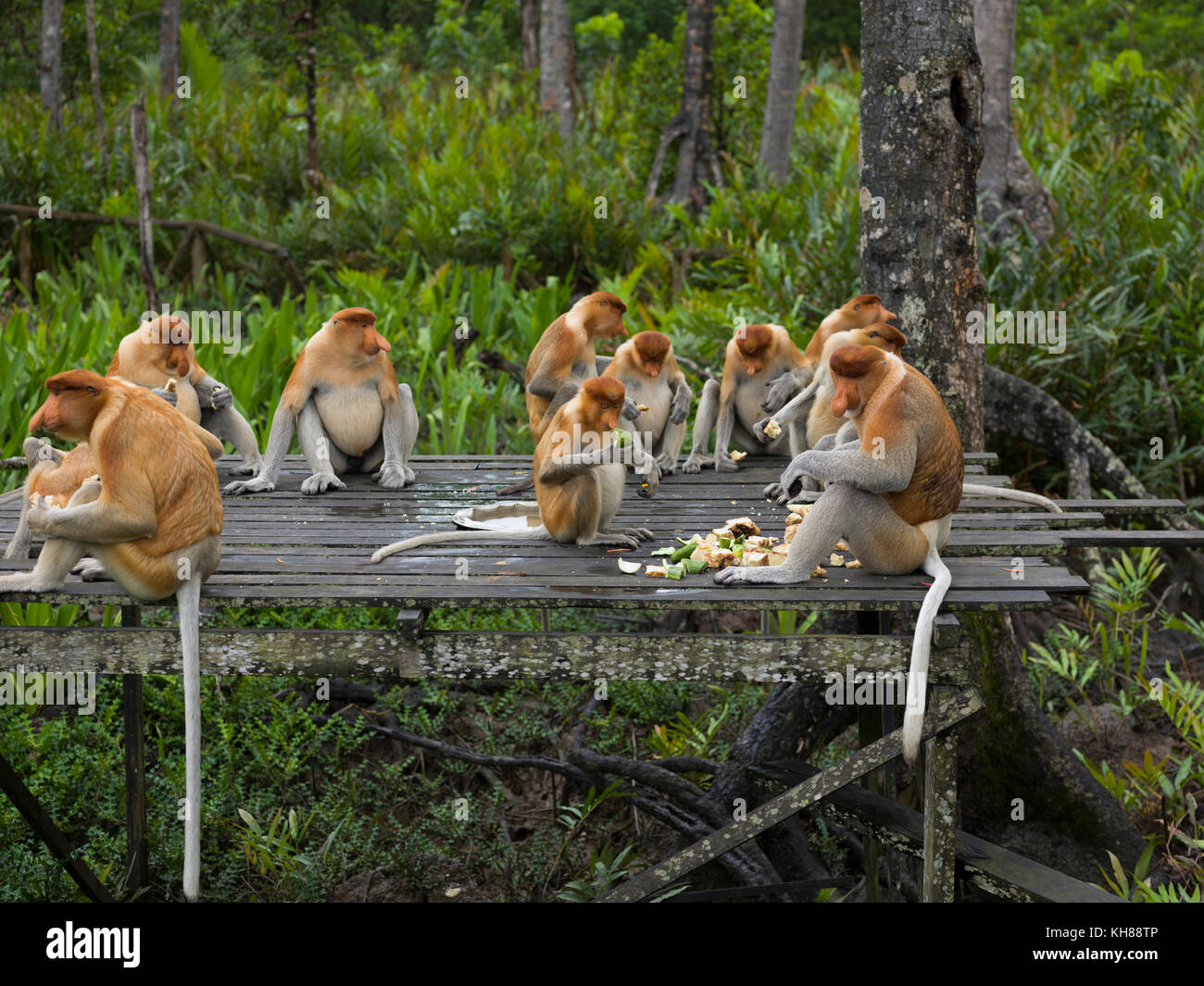 Malaysia, Nosy monkey, Nasalis larvatus, portrait, wildlife, natural ...