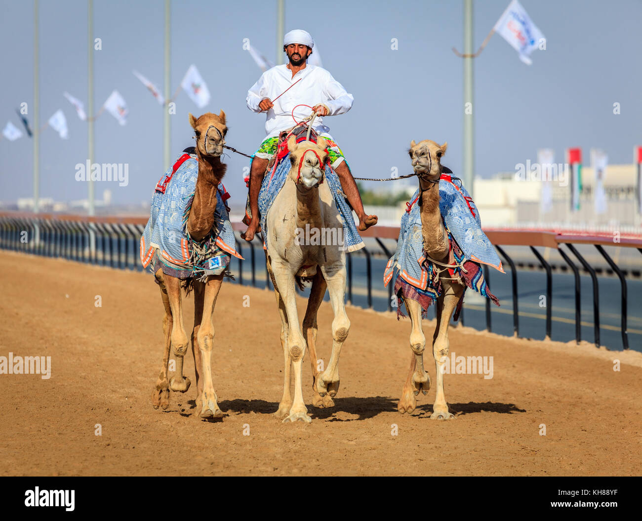 Dubai, United Arab Emirates - March 25, 2016: Practicing for camel ...