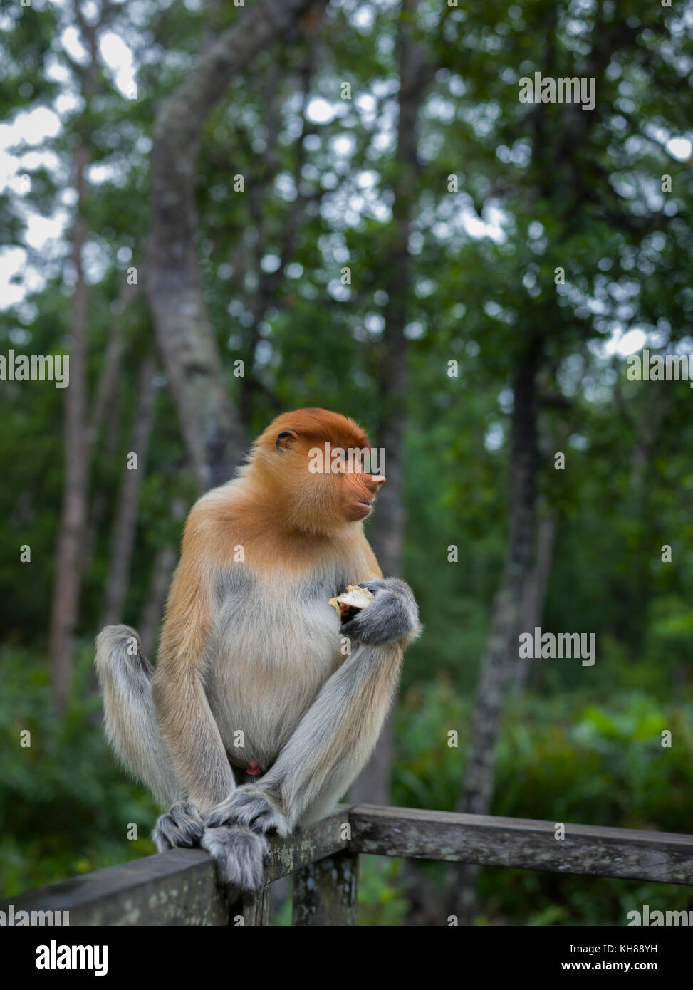 Malaysia, Nosy monkey, Nasalis larvatus, portrait, wildlife, natural ...