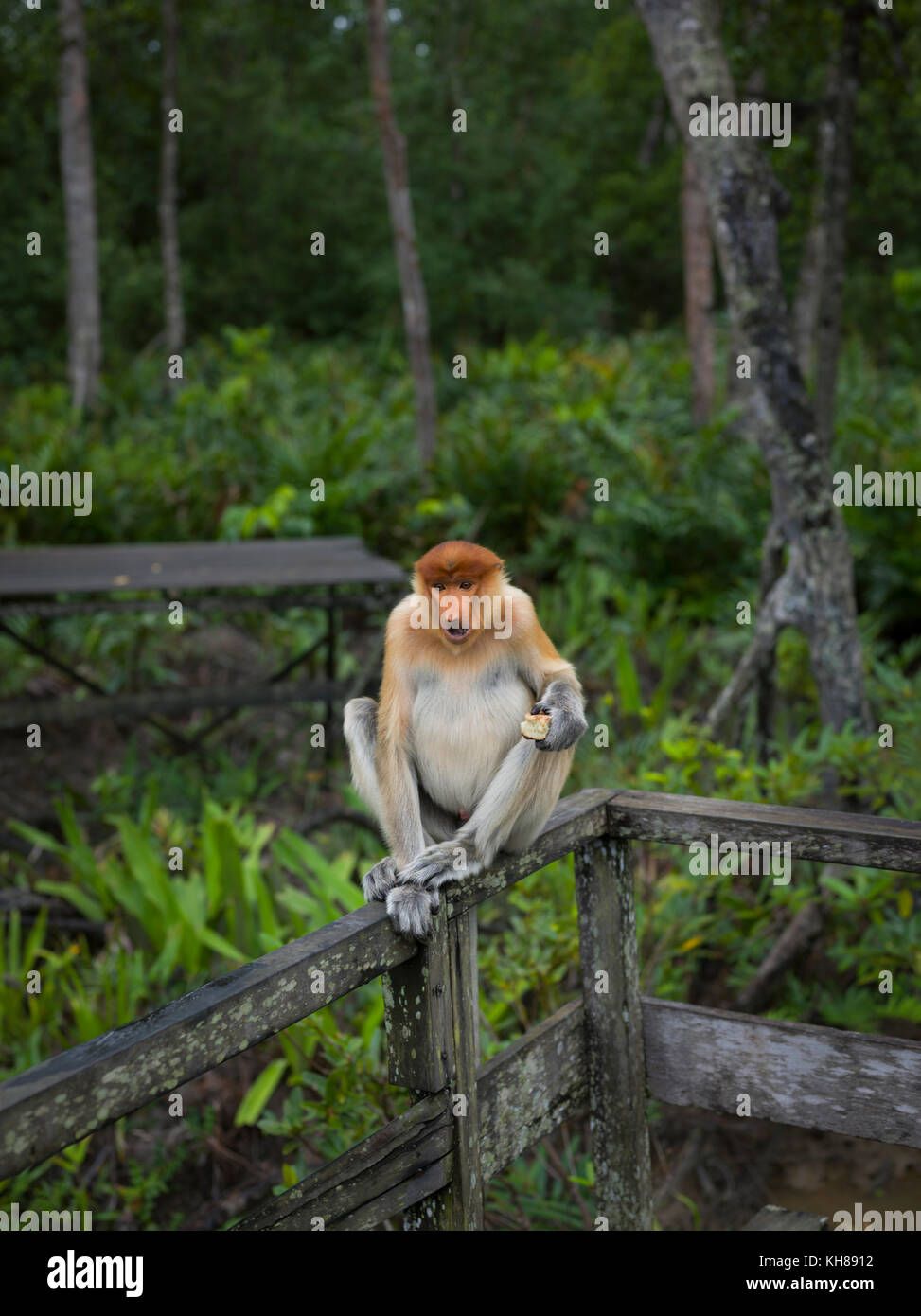 Malaysia, Nosy monkey, Nasalis larvatus, portrait, wildlife, natural ...