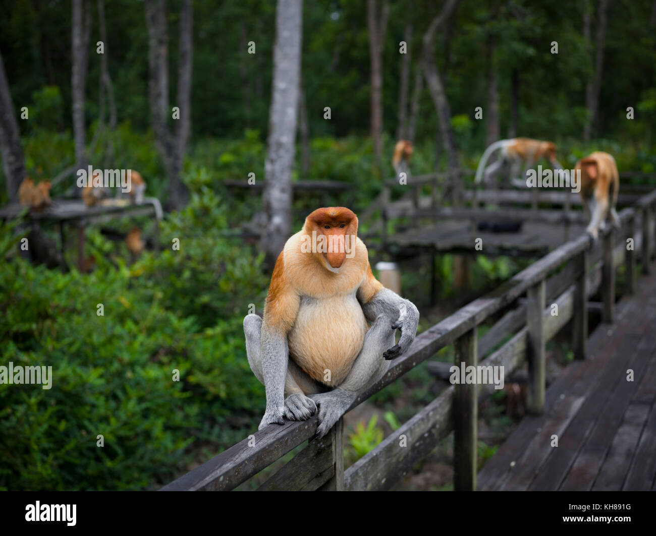 Malaysia, Nosy monkey, Nasalis larvatus, portrait, wildlife, natural ...