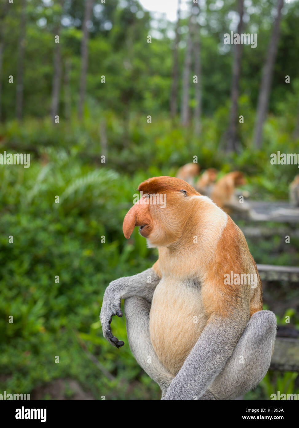 Malaysia, Nosy monkey, Nasalis larvatus, portrait, wildlife, natural ...