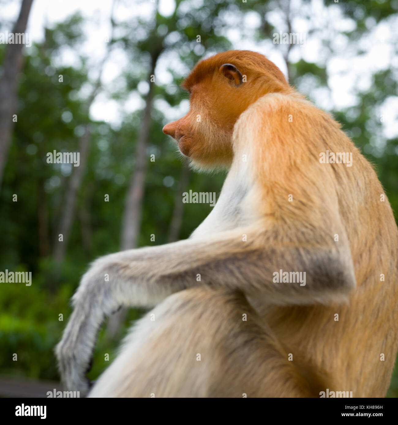 Malaysia, Nosy monkey, Nasalis larvatus, portrait, wildlife, natural ...