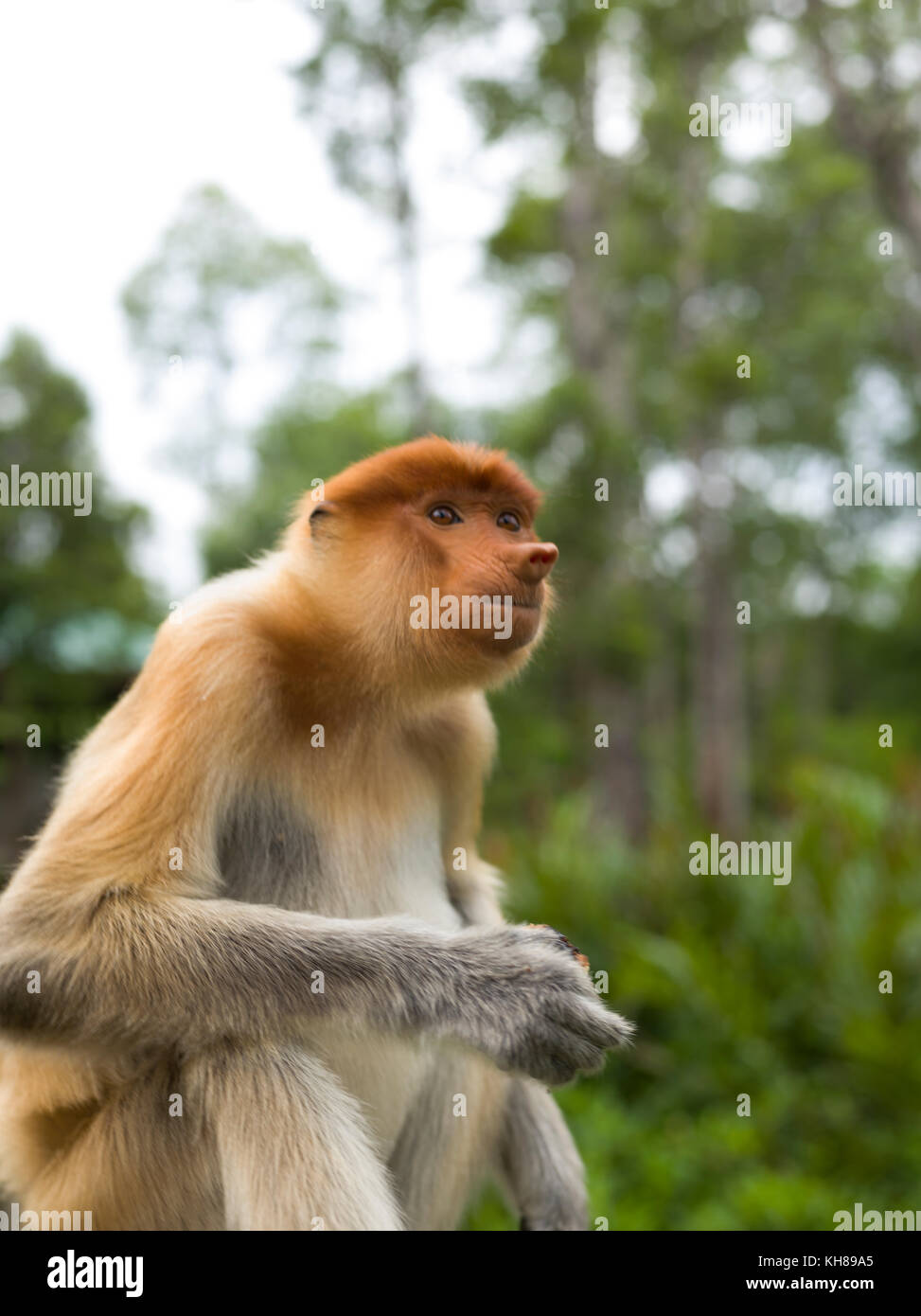Malaysia, Nosy monkey, Nasalis larvatus, portrait, wildlife, natural ...