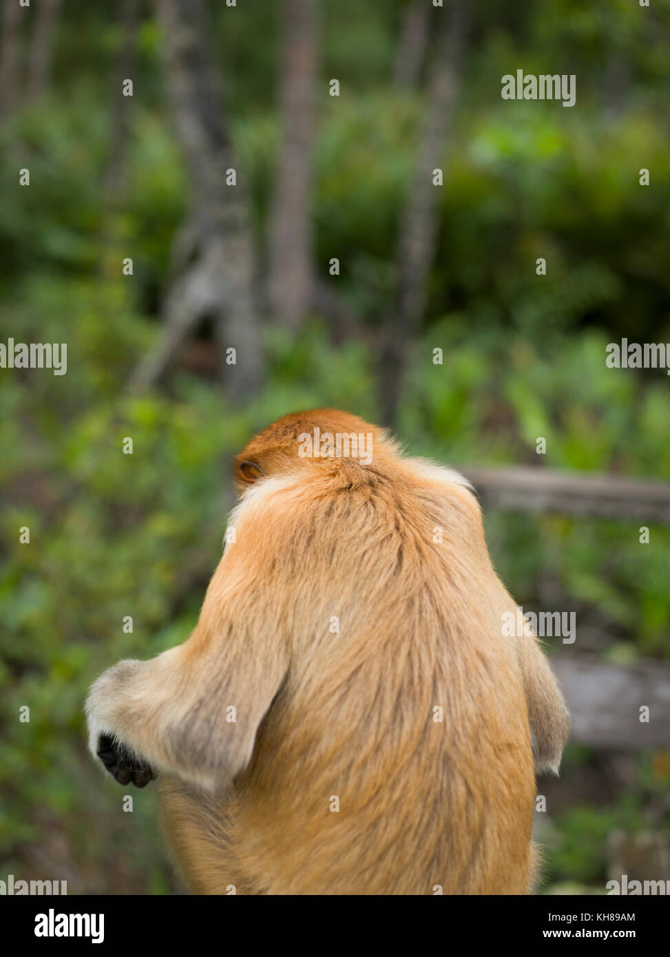 Malaysia, Nosy monkey, Nasalis larvatus, portrait, wildlife, natural ...