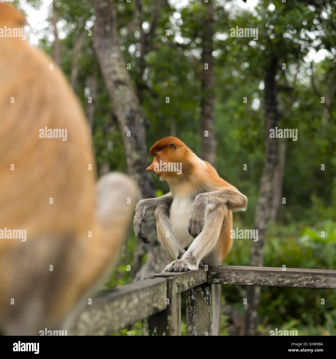 Malaysia, Nosy monkey, Nasalis larvatus, portrait, wildlife, natural ...