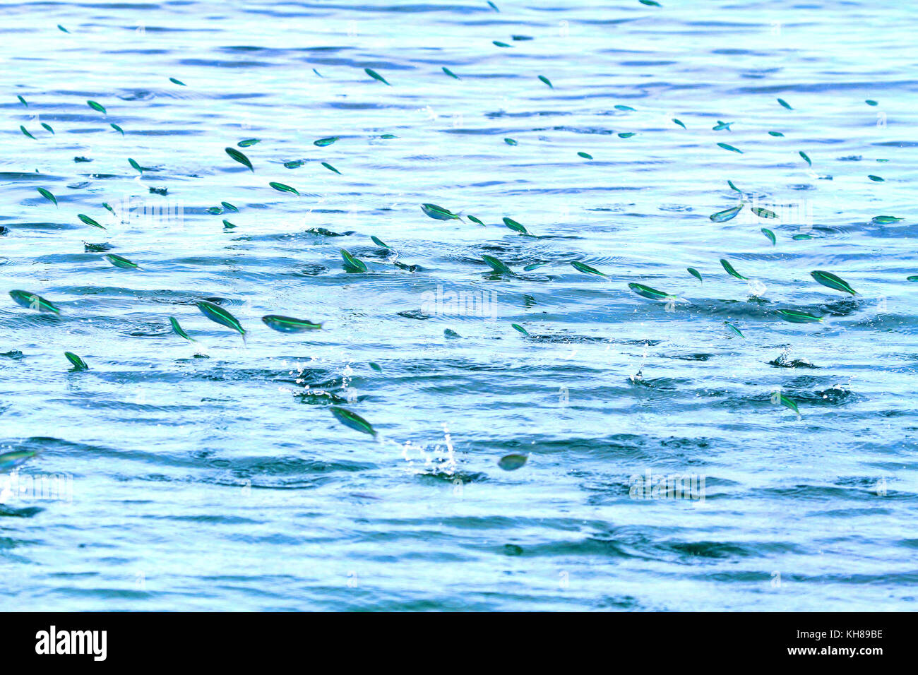 Fish jumping out of sea hi-res stock photography and images - Alamy