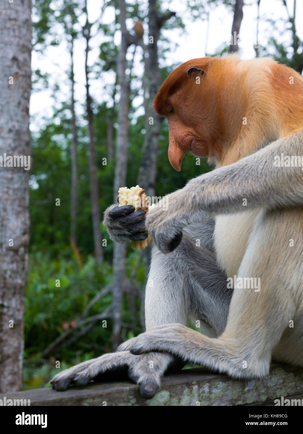 Malaysia, Nosy monkey, Nasalis larvatus, portrait, wildlife, natural ...