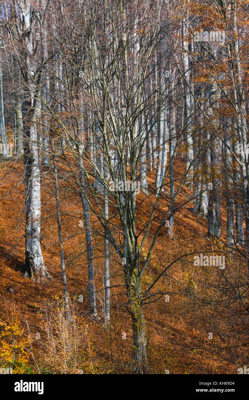Autumn trees from the forests of Romania Stock Photo - Alamy