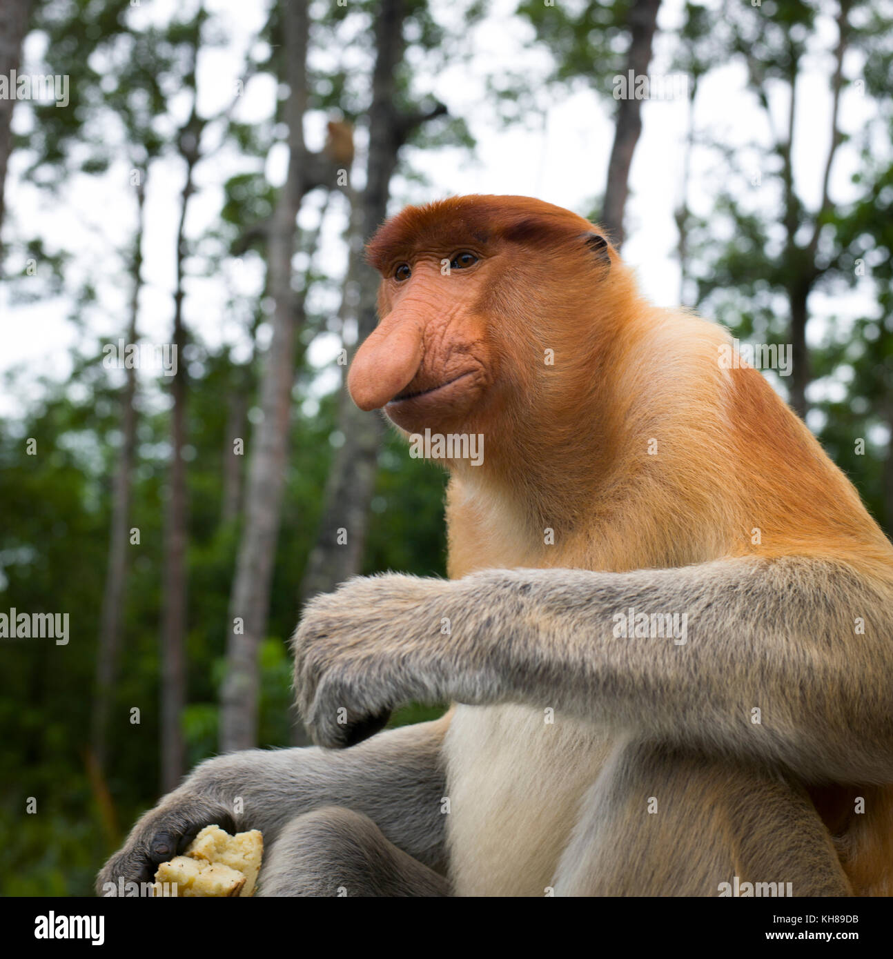 Malaysia, Nosy monkey, Nasalis larvatus, portrait, wildlife, natural ...