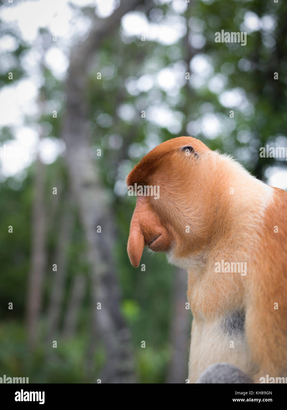 Malaysia, Nosy monkey, Nasalis larvatus, portrait, wildlife, natural ...