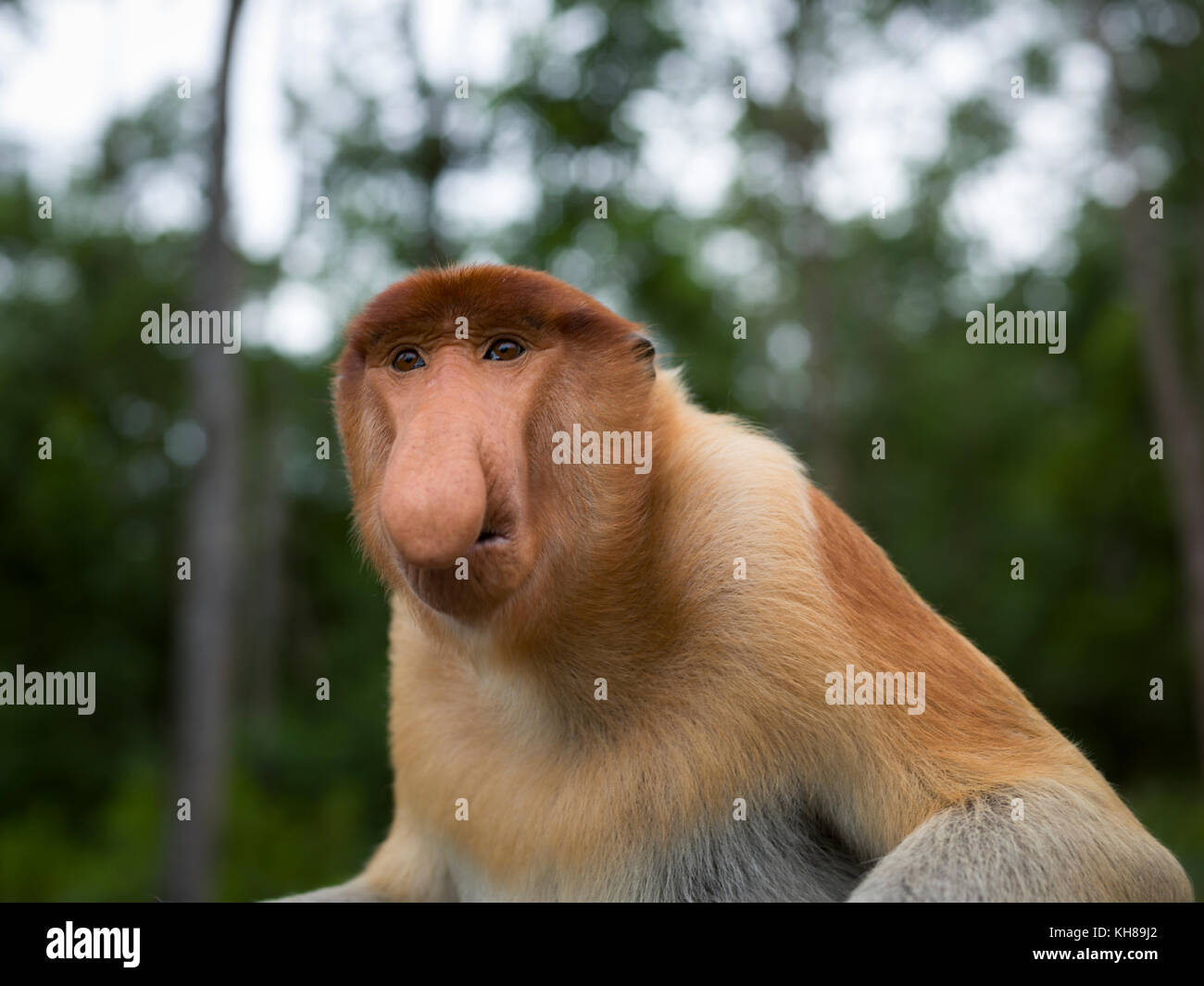 Malaysia, Nosy monkey, Nasalis larvatus, portrait, wildlife, natural ...