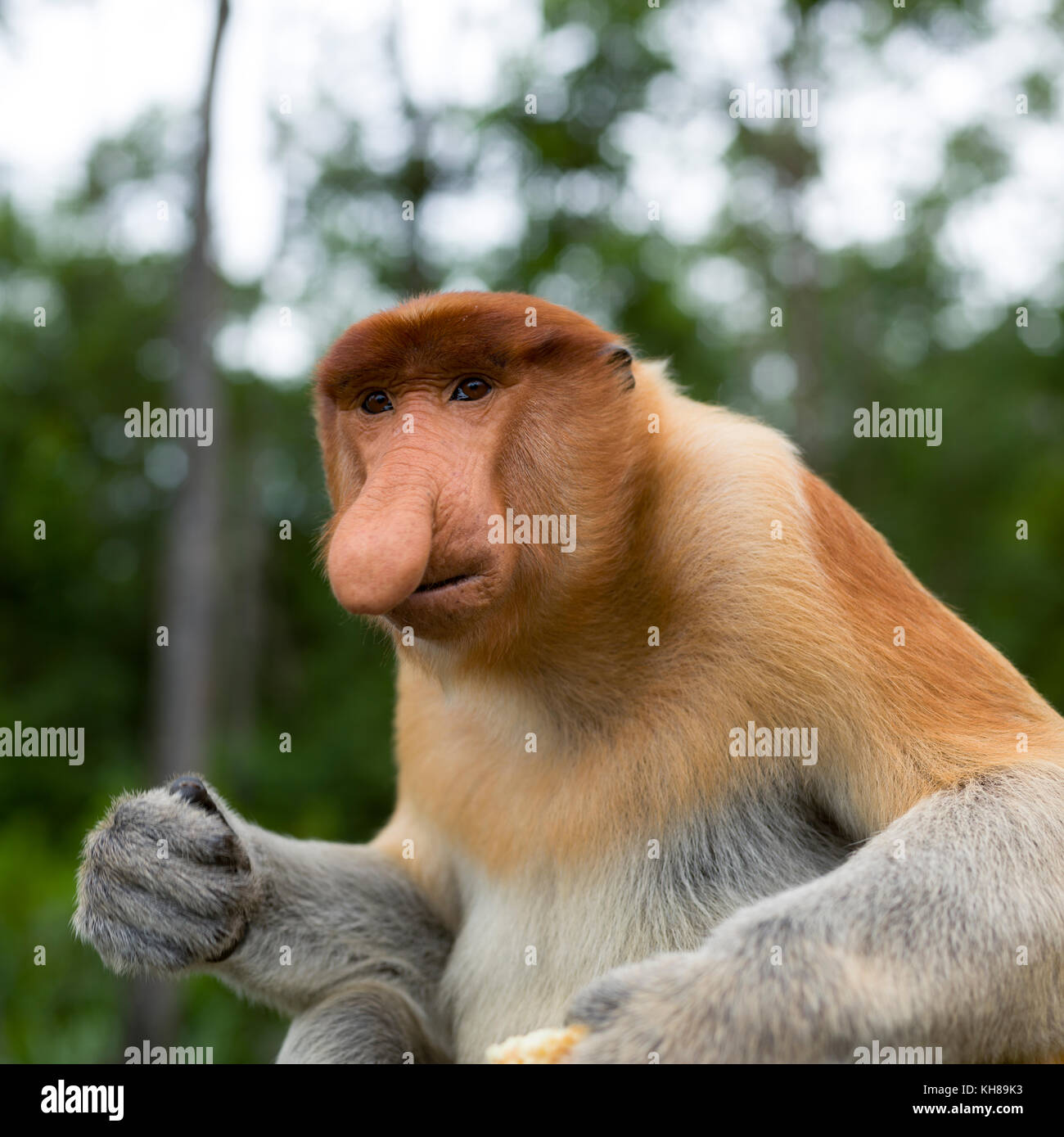 Malaysia, Nosy monkey, Nasalis larvatus, portrait, wildlife, natural ...