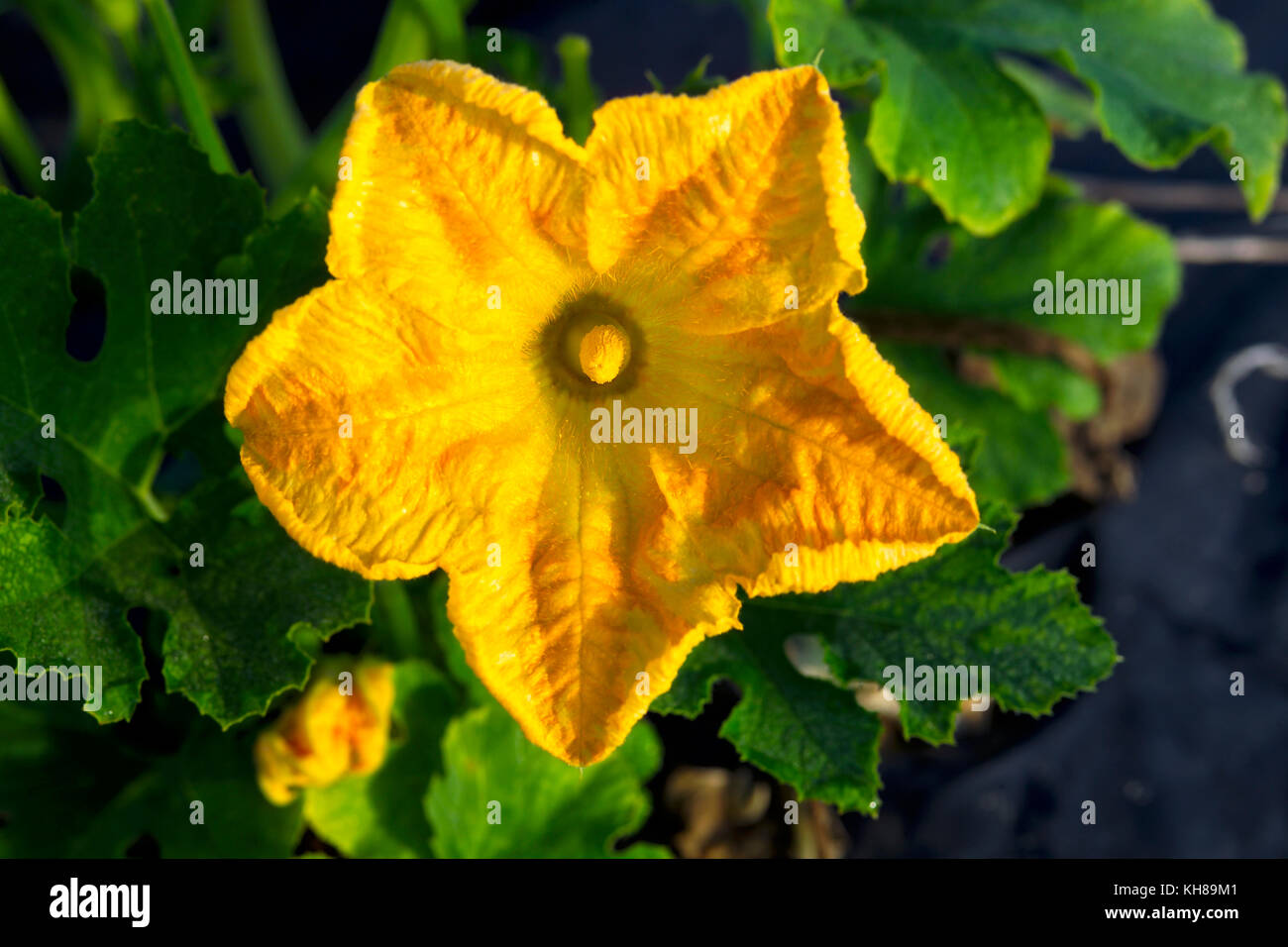 Why Do Pumpkin Flowers Close At Night at Deborah Mcgee blog