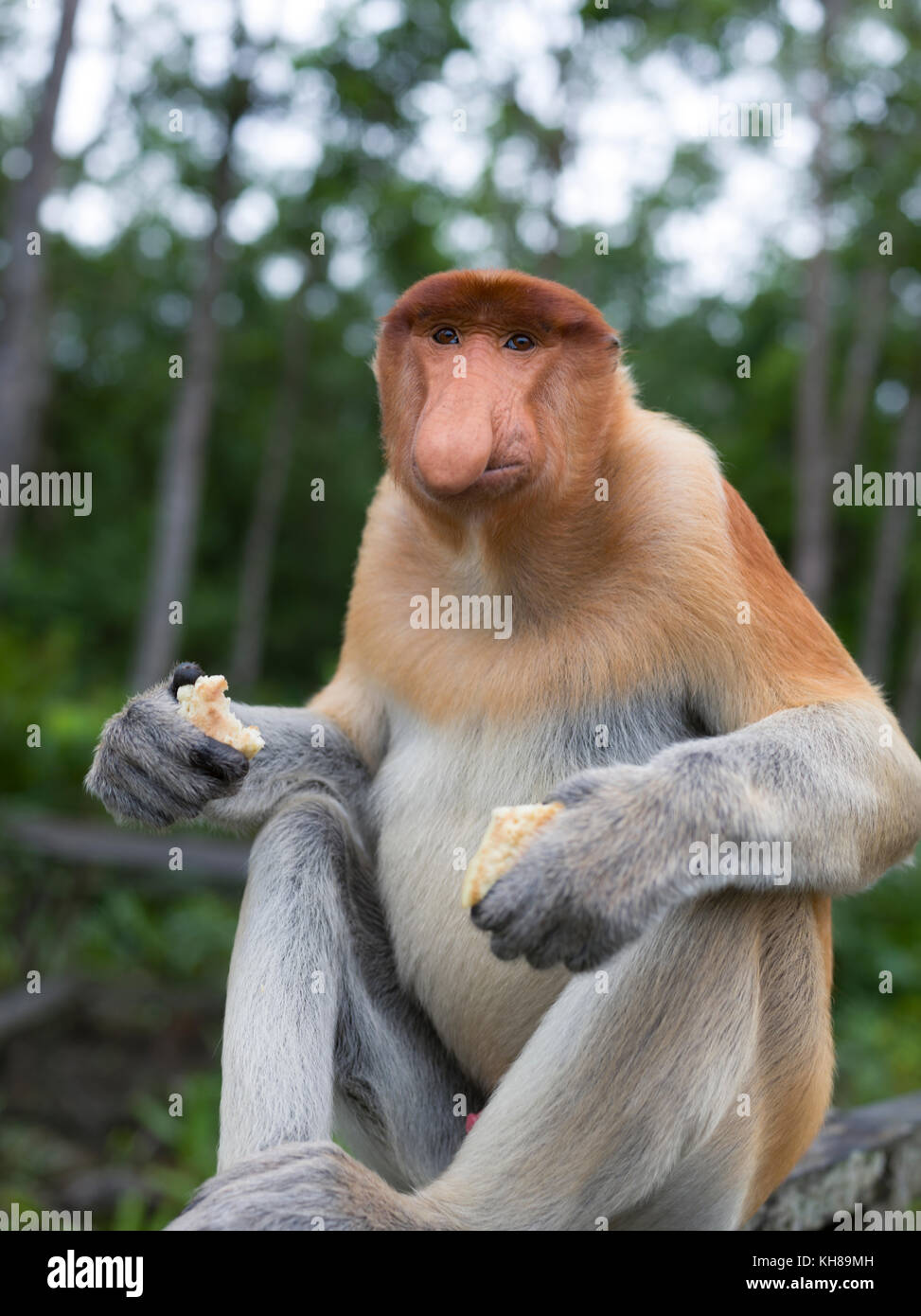 Malaysia, Nosy monkey, Nasalis larvatus, portrait, wildlife, natural ...
