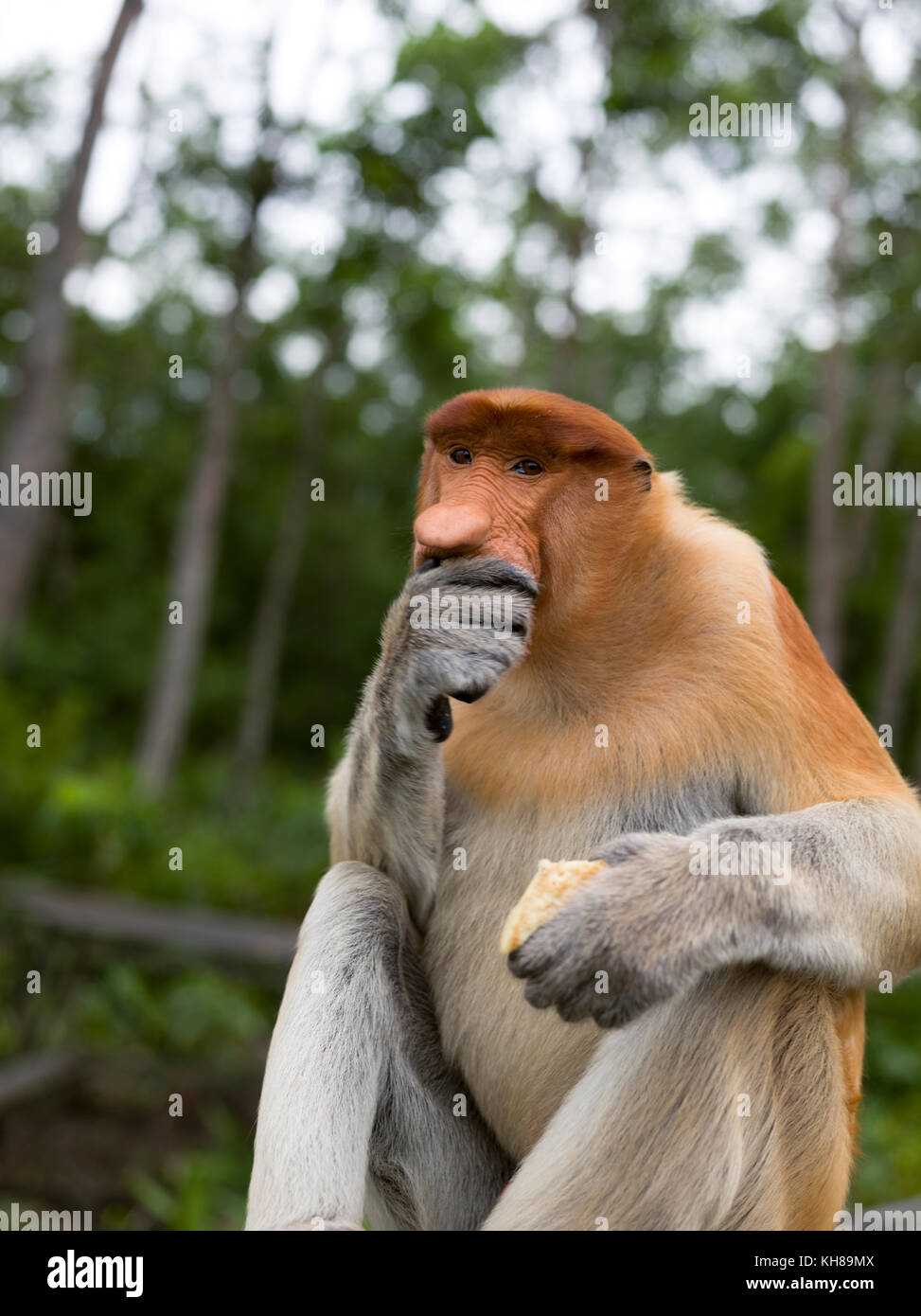 Malaysia, Nosy monkey, Nasalis larvatus, portrait, wildlife, natural ...