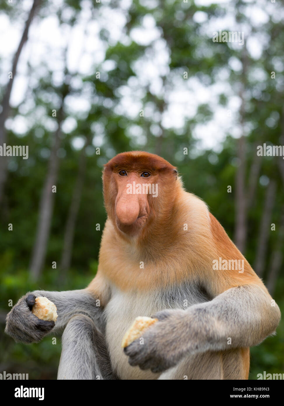 Malaysia, Nosy monkey, Nasalis larvatus, portrait, wildlife, natural ...