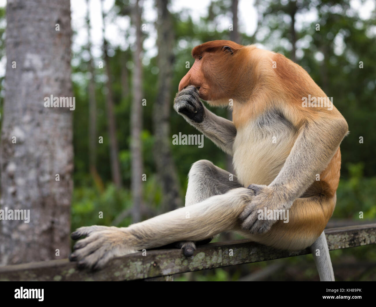 Malaysia, Nosy monkey, Nasalis larvatus, portrait, wildlife, natural ...