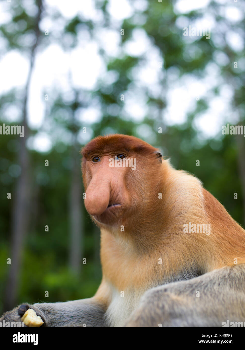 Malaysia, Nosy monkey, Nasalis larvatus, portrait, wildlife, natural park, Asia, cheerful monkey ...