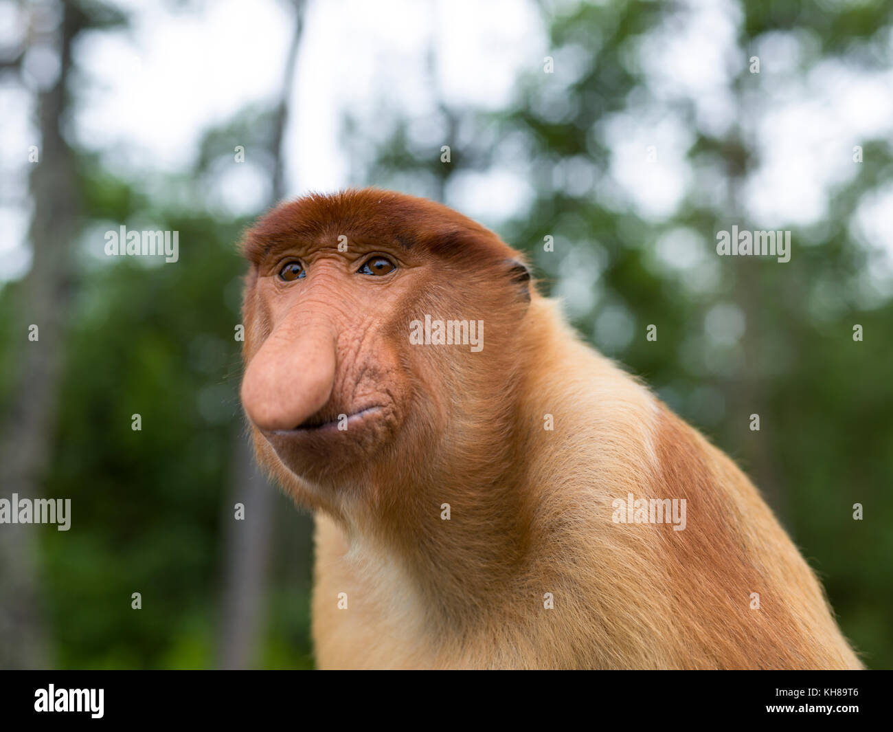 Malaysia, Nosy monkey, Nasalis larvatus, portrait, wildlife, natural ...