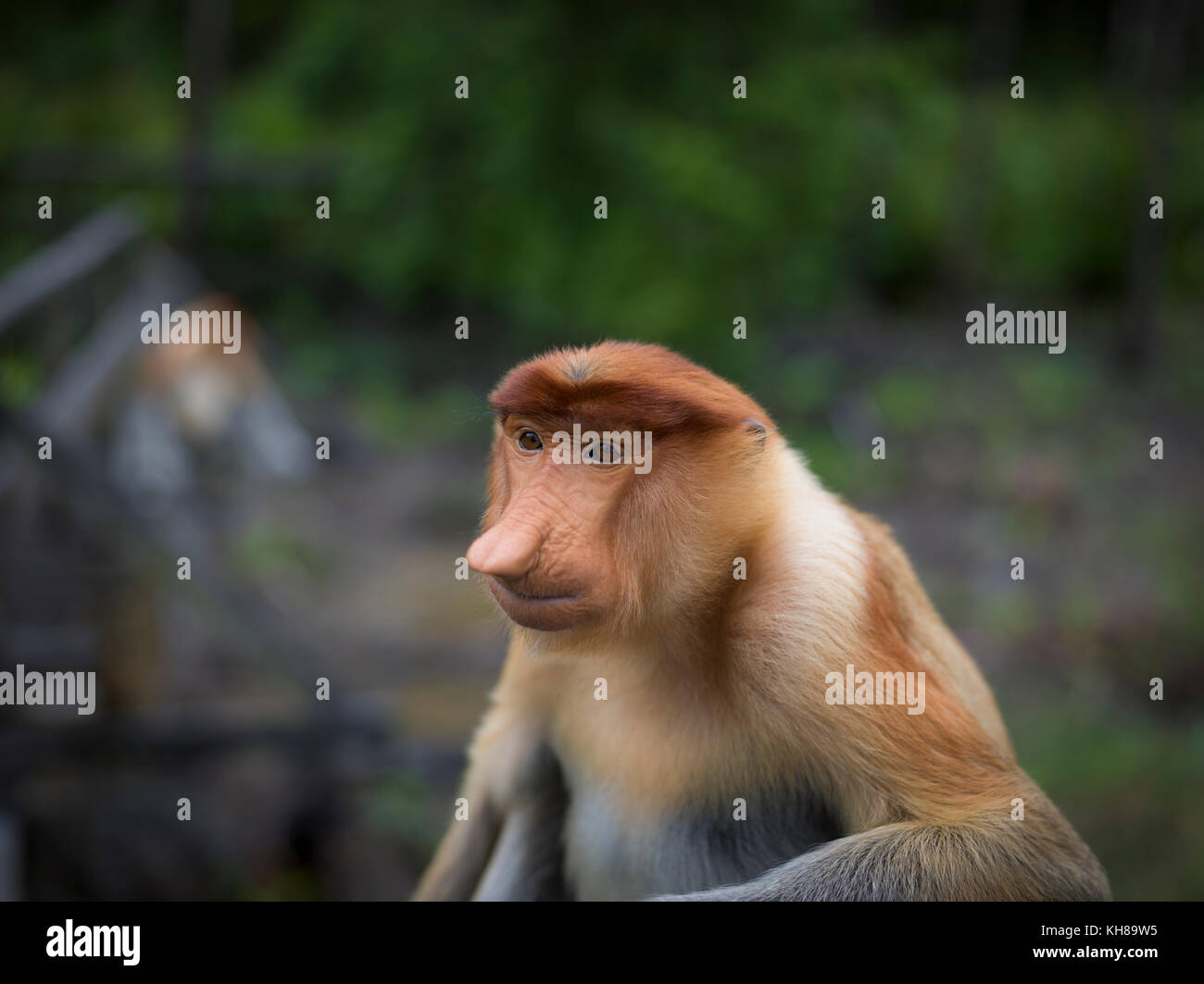 Malaysia, Nosy monkey, Nasalis larvatus, portrait, wildlife, natural ...