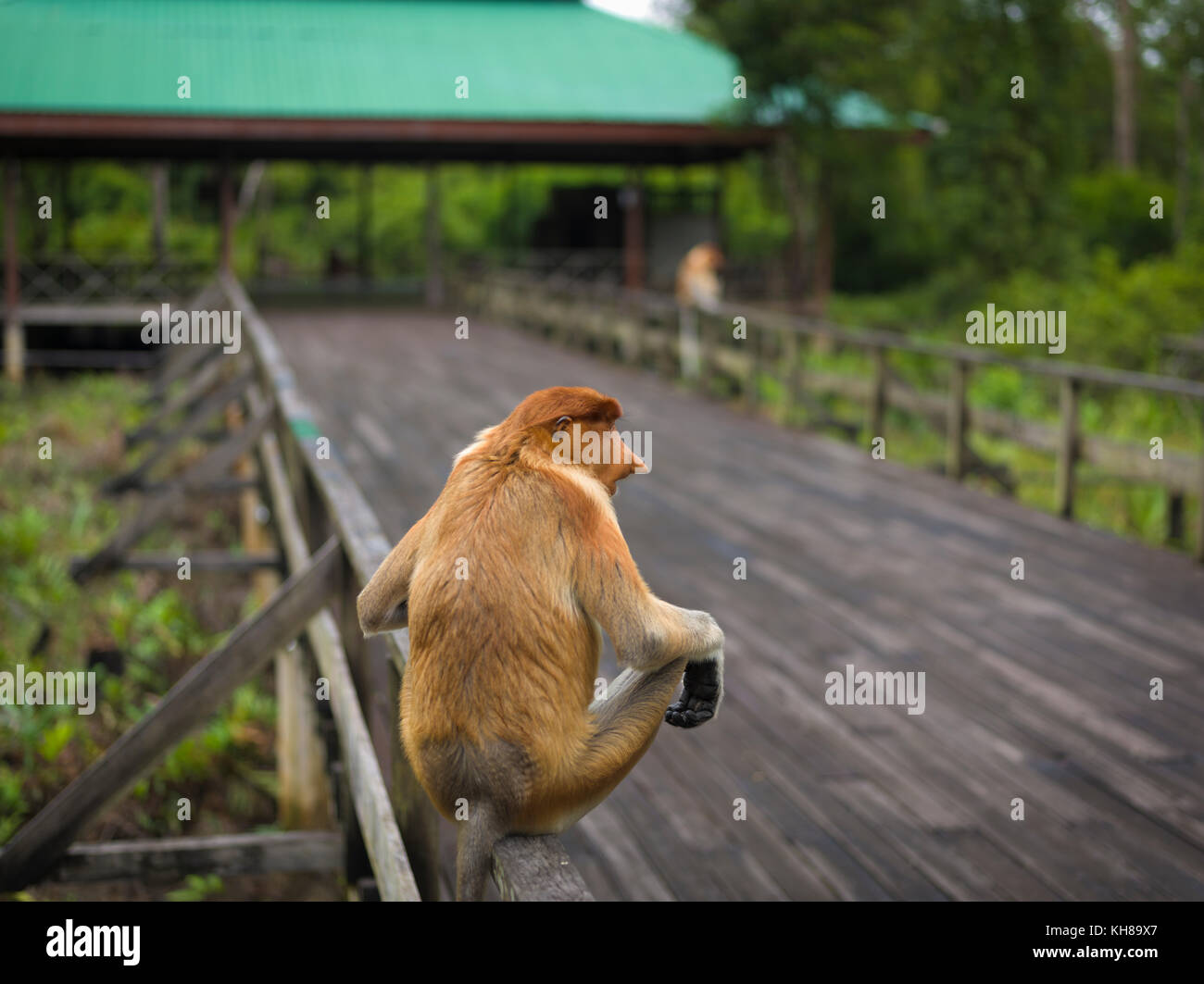 Malaysia, Nosy monkey, Nasalis larvatus, portrait, wildlife, natural ...