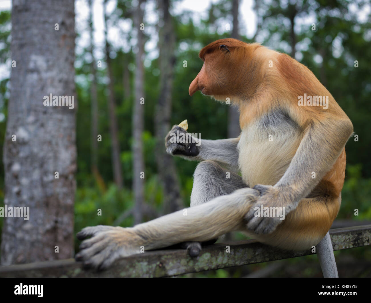 Malaysia, Nosy monkey, Nasalis larvatus, portrait, wildlife, natural ...
